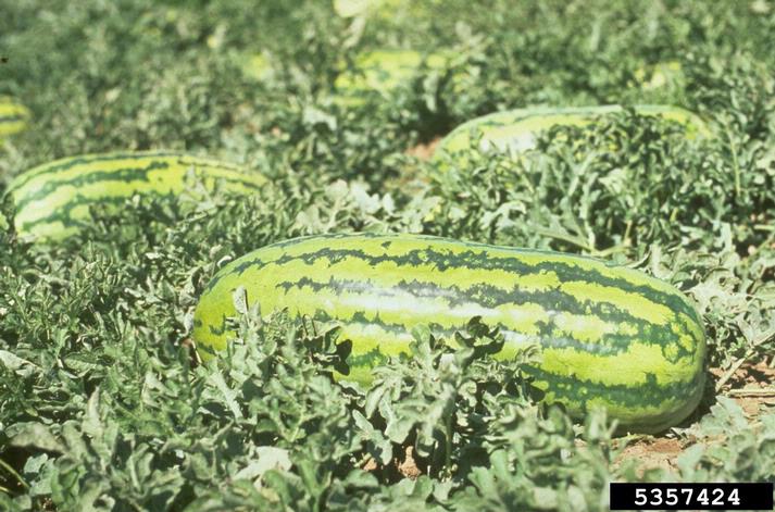 watermelon (Citrullus lanatus)