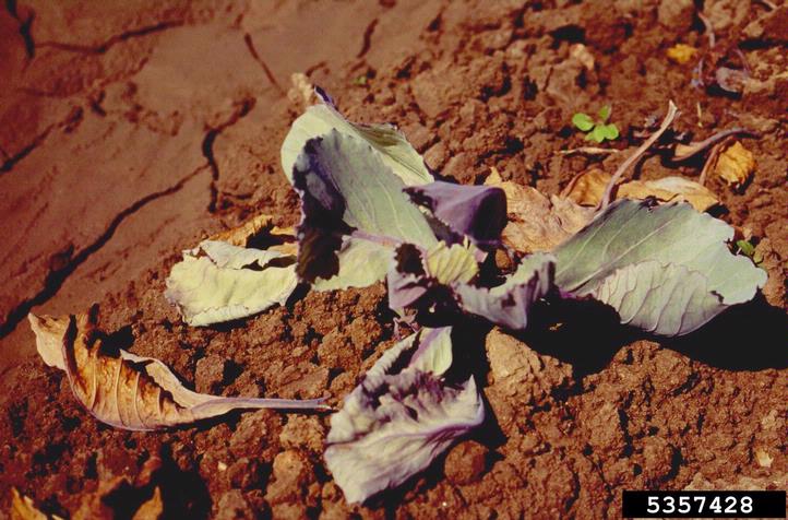 Fusarium wilt (Fusarium oxysporum f.sp. conglutinans) on cabbage ...