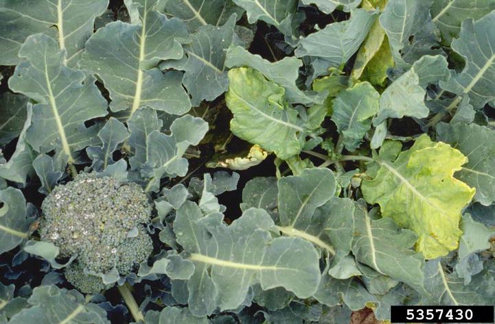 Broccoli Necrotic Yellows Virus (BNYV) (Cytorhabdovirus Broccoli ...