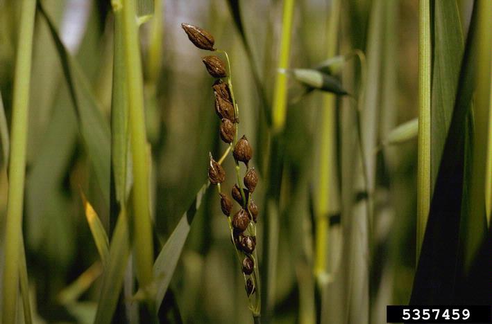 loose smut (Ustilago avenae (Pers.) Rostr.)