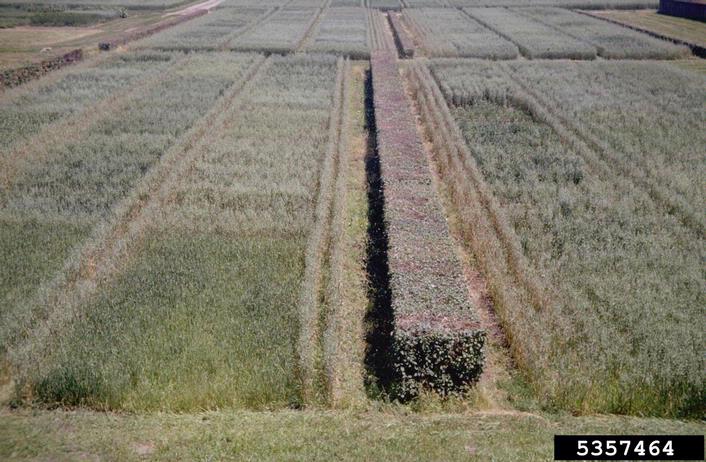 oat crown rust (Puccinia coronata var. avenae W.P. Fraser & Ledingham)