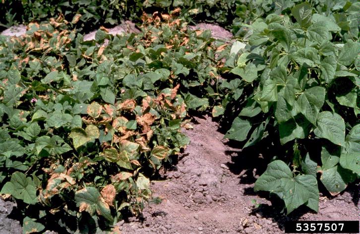 Common bacterial blight of beans, fuscous blight (Xanthomonas ...