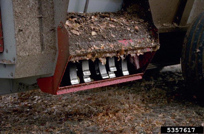 botrytis rot (Botrytis allii)