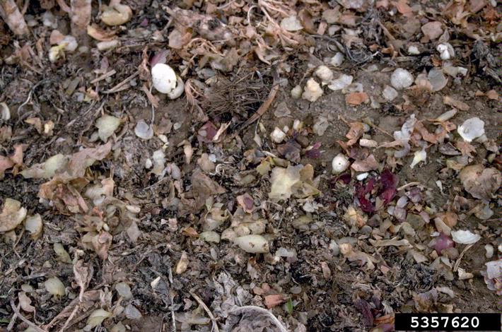 Botrytis allii Munn (Synonym for Botrytis aclada Fresen.)