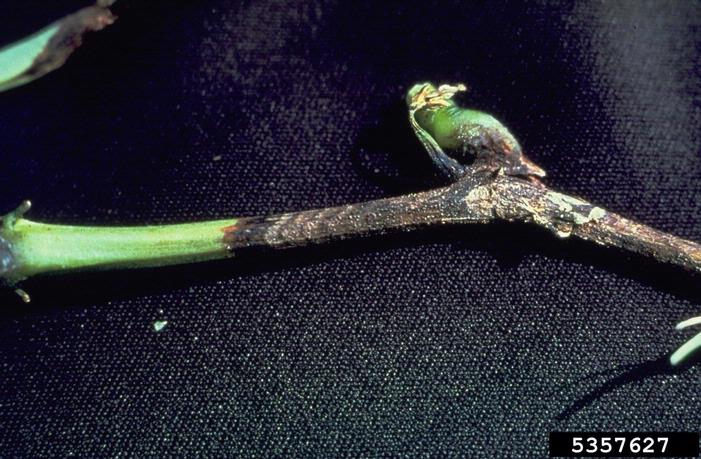 Phoma blights (Genus Phoma)