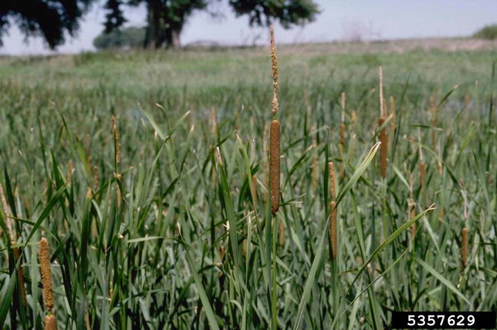 cattail (Genus Typha L.)