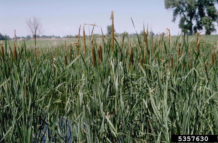 cattail (Genus Typha)
