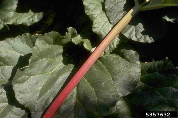 garden rhubarb (Rheum rhabarbarum)