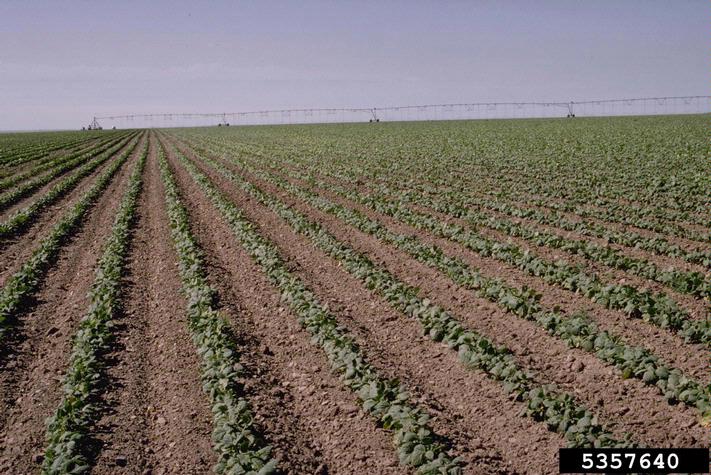common bean (Phaseolus vulgaris L.)