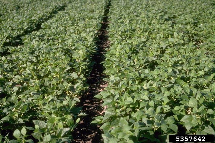 common bean (Phaseolus vulgaris L.)