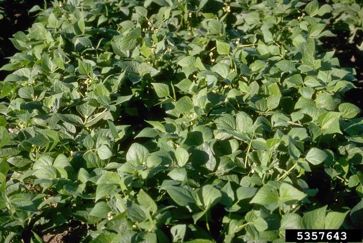 common bean (Phaseolus vulgaris L.)