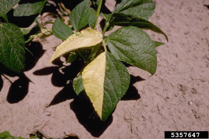 common bean (Phaseolus vulgaris)