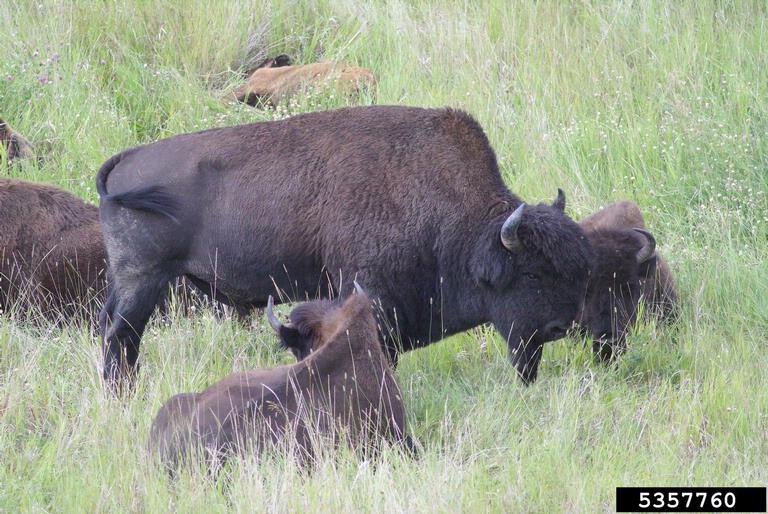 American bison (Bison bison Linnaeus)