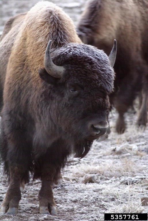 American bison (Bison bison Linnaeus)
