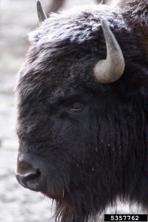 American bison (Bison bison)