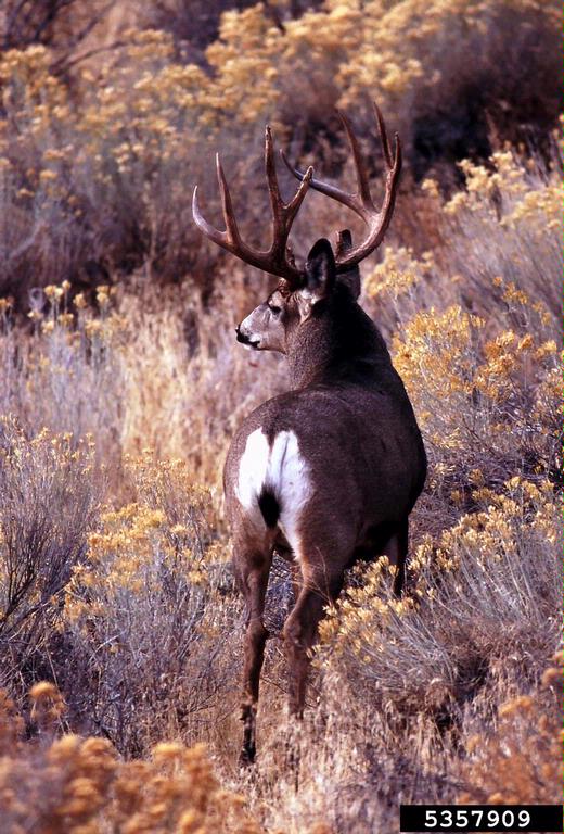 mule deer (Odocoileus hemionus)