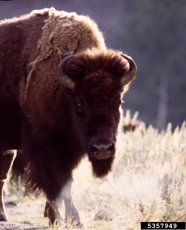 American bison (Bison bison)