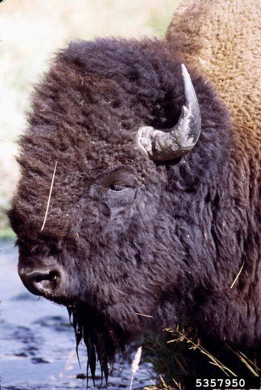 American bison (Bison bison)