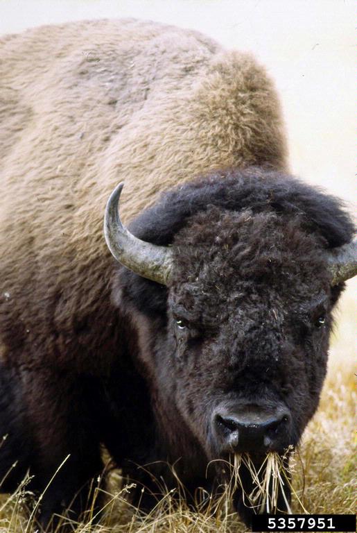 American bison (Bison bison Linnaeus)