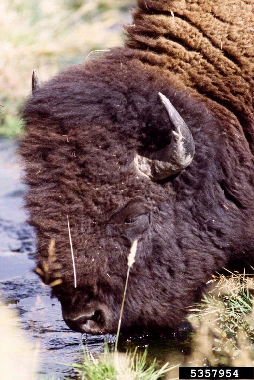 American bison (Bison bison Linnaeus)