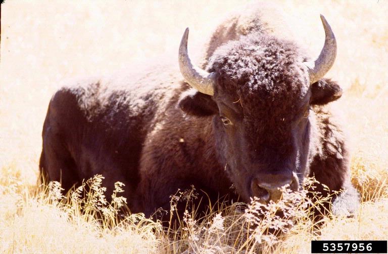 American bison (Bison bison)