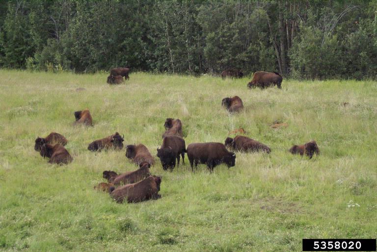 American bison (Bison bison Linnaeus)