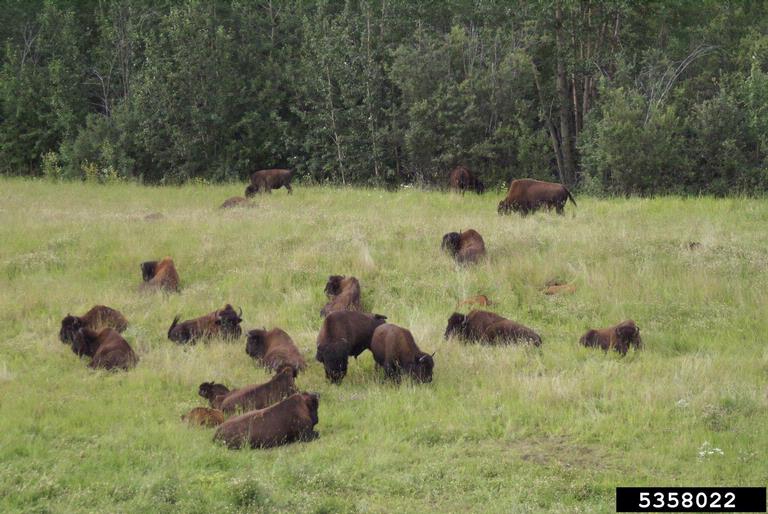American bison (Bison bison Linnaeus)