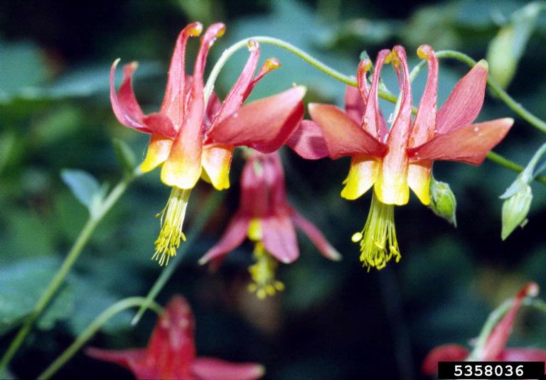 western columbine (Aquilegia formosa)
