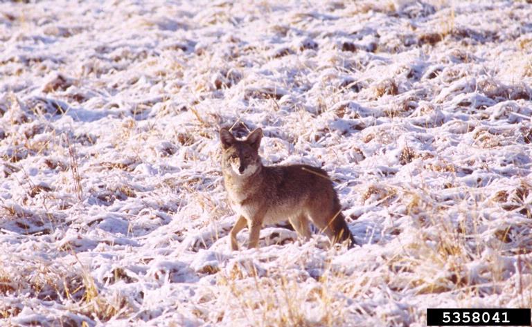 coyote (Canis latrans)