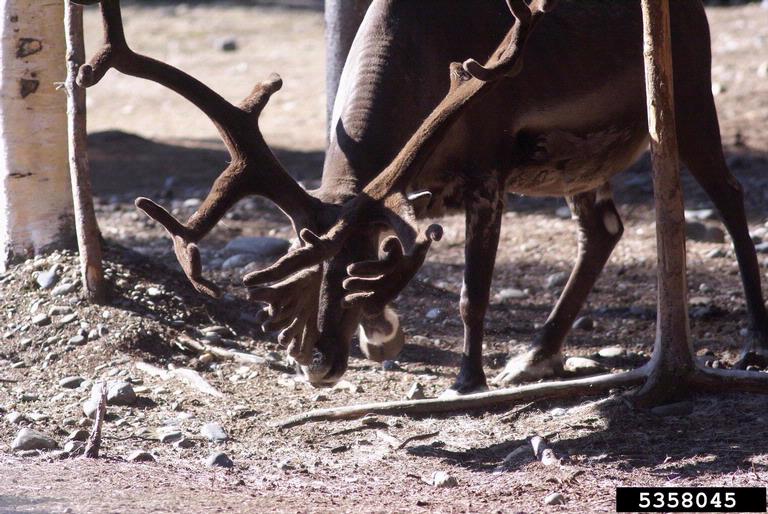 reindeer (Rangifer tarandus Linnaeus, 1758)