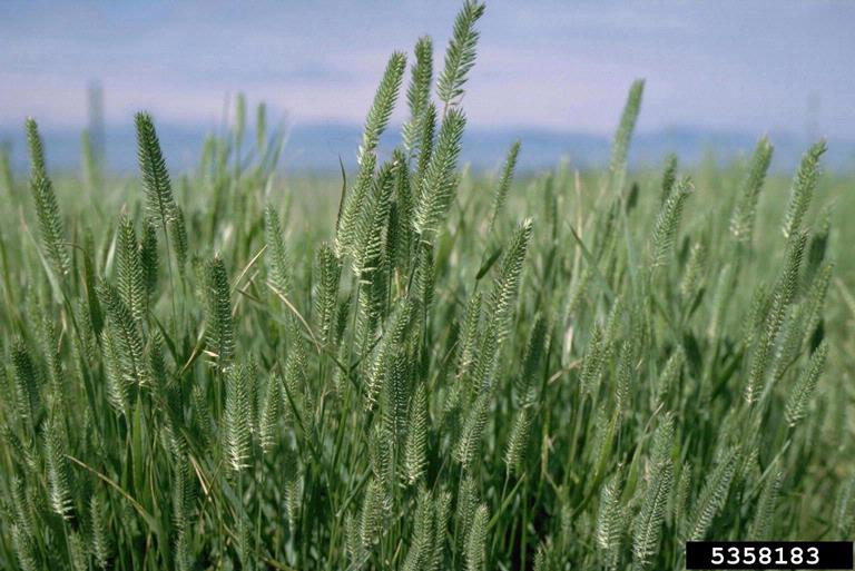 crested wheatgrass (Agropyron cristatum (L.) Gaertn.)
