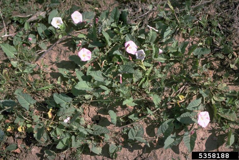 field bindweed (Convolvulus arvensis)