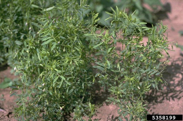 lentil (Lens culinaris Medik.)