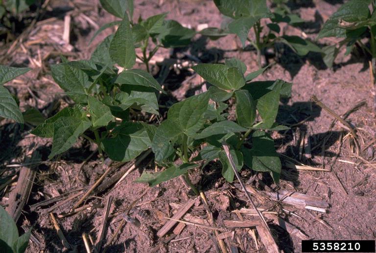 common bean (Phaseolus vulgaris L.)