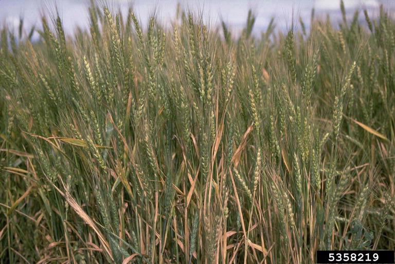 wheat (Genus Triticum)