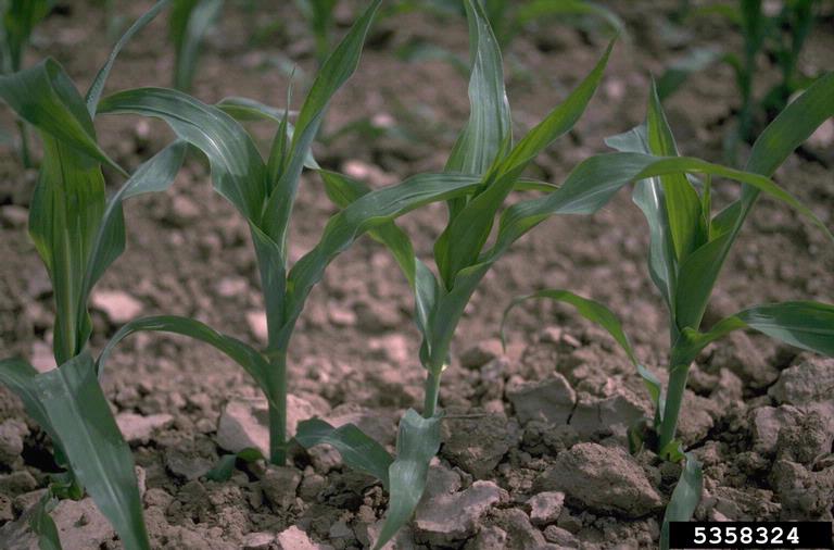 corn (Zea mays L.)