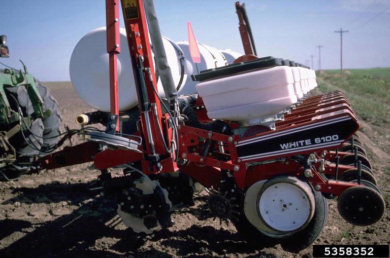 common bean (Phaseolus vulgaris L.)