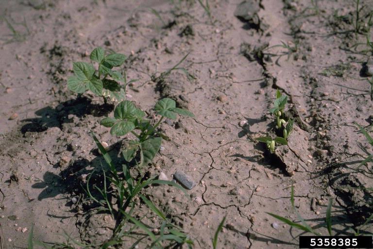 common bean (Phaseolus vulgaris)