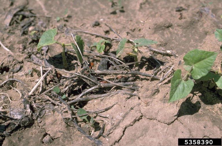 common bean (Phaseolus vulgaris)