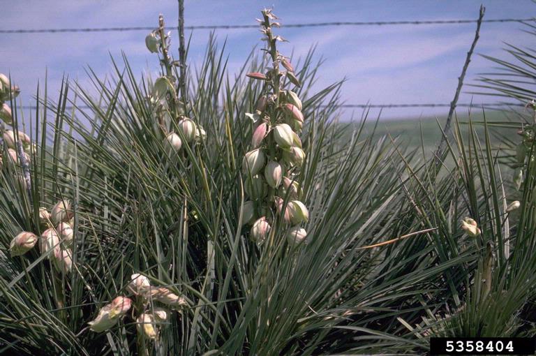 Great Plains yucca (Yucca glauca)
