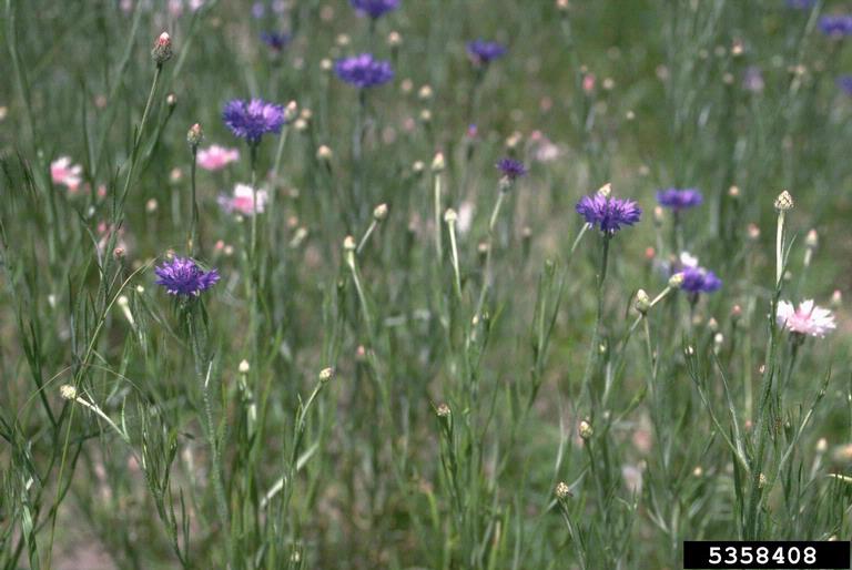 cornflower (Centaurea cyanus)