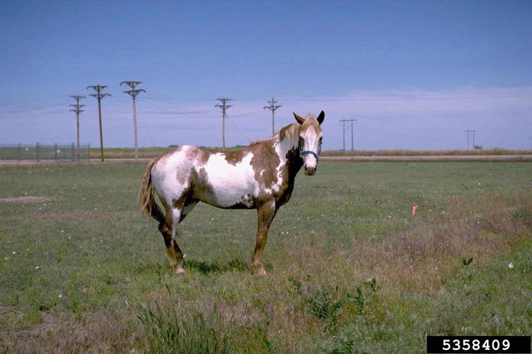 horse (domestic) (Equus caballus (domestic type) Linnaeus)