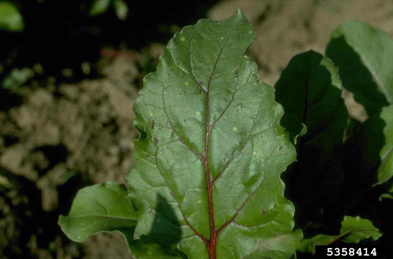 rust (Puccinia aristidae Tracy)