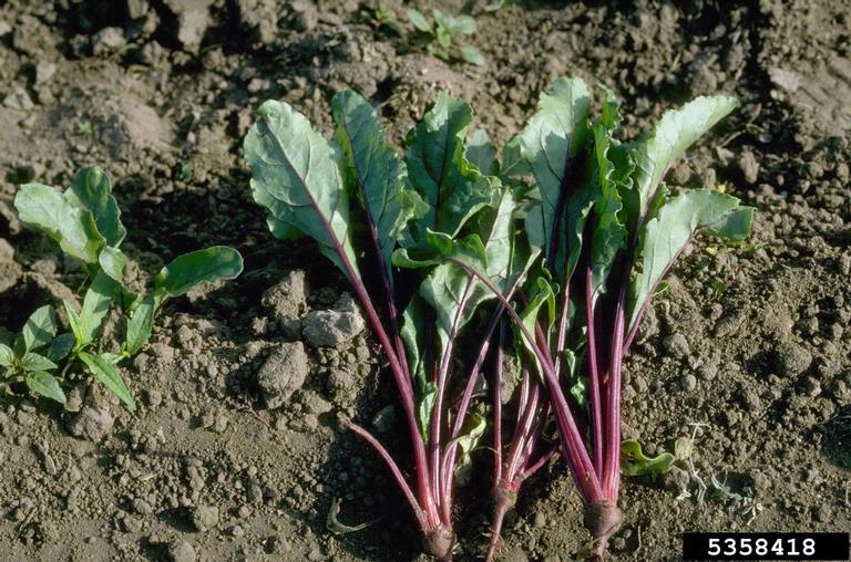 garden beet (Beta vulgaris ssp. vulgaris (garden beet group))