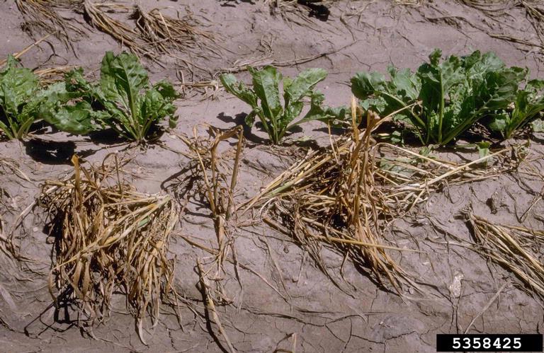 sugar beet (Beta vulgaris ssp. vulgaris (sugar beet group))