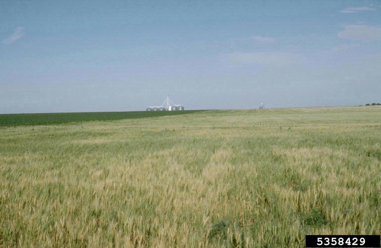 common wheat (Triticum aestivum L.)