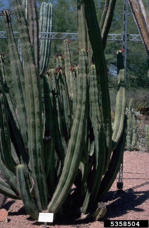 cactus (Genus Isolatocereus Backeb.)