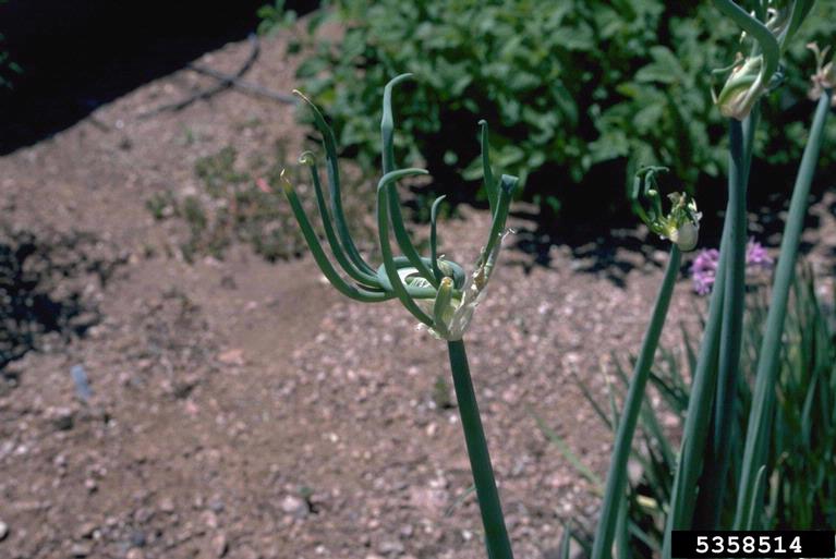 onions (Genus Allium)