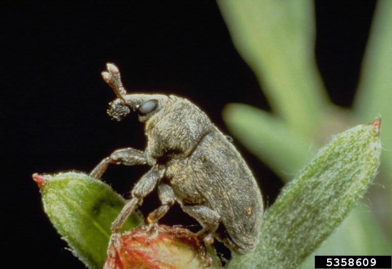 lesser knapweed flower weevil (Larinus minutus)
