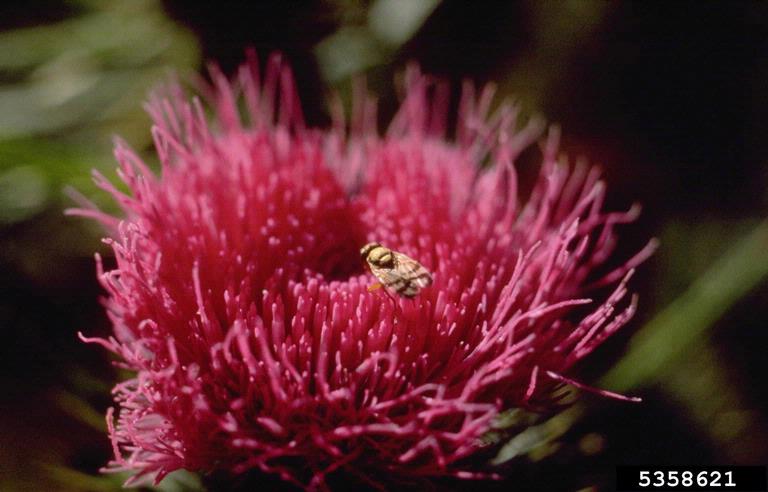 bull thistle gall fly (Urophora stylata)